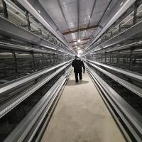 China H Type 2.5mm Open House Battery Cage System 450cm2/Bird Area for sale