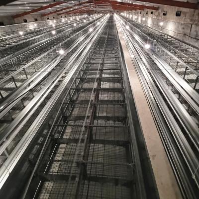 China Hot Galvanized Automatic Layer Chicken Cage 1800x600x430mm for Poultry Farm for sale