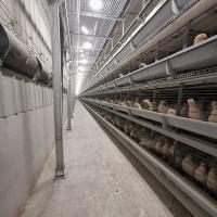 China 4-tier Automatic Layer Cage System With Ventilation For 120 Birds for sale