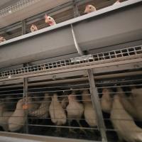 China Auto Feeding 1.5m3 Poultry Battery Cage System For Broilers YXB4H120 for sale