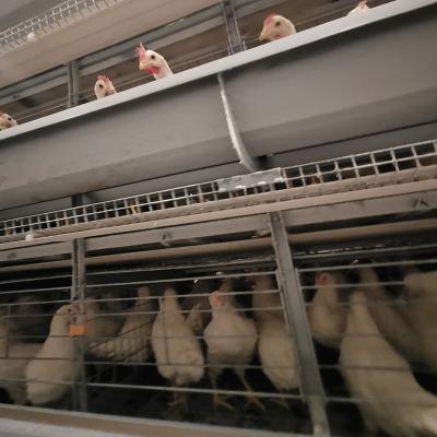 China Auto Feeding 1.5m3 Poultry Battery Cage System For Broilers YXB4H120 for sale