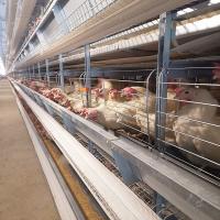 China Q235 Steel A Frame H Frame Chicken Poultry Cage 3 to 10 Floors Egg Collection for sale