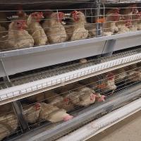 China 3-8 Tiers H Type Automated Layer Chicken Cage 1800x1200mm SGS Certified Battery Cage System for sale