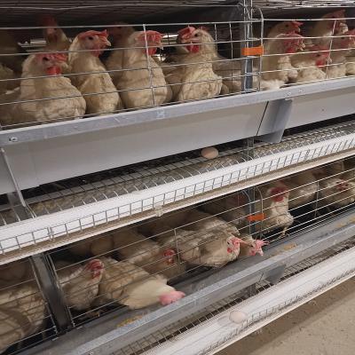 China 3-8 Tiers H Type Automated Layer Chicken Cage 1800x1200mm SGS Certified Battery Cage System for sale