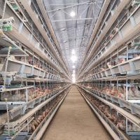 China 650x1250x2220mm Battery Poultry Cage H Type Automatic For Layer for sale
