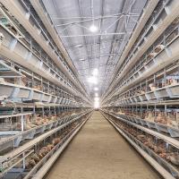China Hot Galvanized Steel Poultry Layer Battery Chicken Cage 650mm x 1250mm x 440mm for 20000 to 50000 Hens for sale