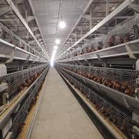 China H Type Chicken Poultry Cage Coops Automatic Battery Cages for sale