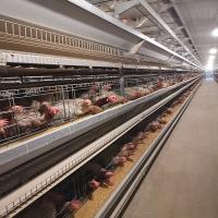 China H-Type Vertical Layer Chicken Cages 192-240 Birds Capacity with Hot-Dip Galvanized Construction for Large Scale Farms for sale
