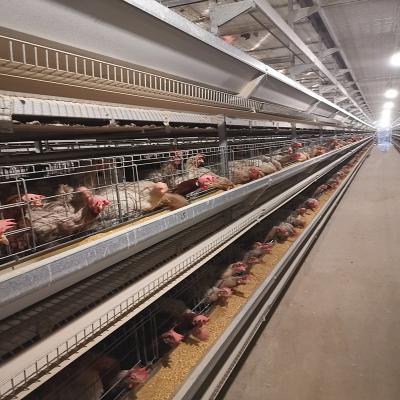 China H-Type Vertical Layer Chicken Cages 192-240 Birds Capacity with Hot-Dip Galvanized Construction for Large Scale Farms for sale