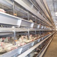 China 4-tier Automatic Layer Cage System With Ventilation For 120 Birds for sale