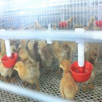 China Poultry Agricultural Products Chicken Layer Cage For Broilers And Chicks for sale