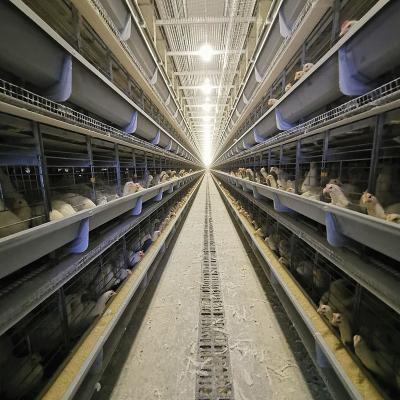 China ISO9001 Certified Automatic Poultry Cage System with 275g/㎡ Zinc Coating and Multiple Tier Options for sale
