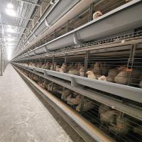 China H Type Chicken Poultry Cage Coops Automatic Battery Cages for sale