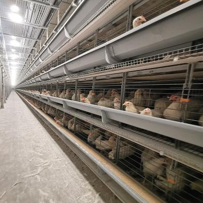 China 4-tier Automatic Layer Cage System With Ventilation For 120 Birds for sale