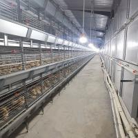 China HDG Chicken Cage Equipment - 3 & 4 Layer Poultry Battery Systems with 1830-3600mm Dimensions and 60-208 Bird Capacity for sale