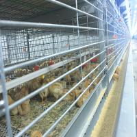 China HDG Chicken Cage Equipment - 3 & 4 Layer Poultry Battery Systems with 1830-3600mm Dimensions and 60-208 Bird Capacity for sale