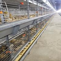 China SONCAP Accredited 380V 50HZ Automatic Broiler Chicken Cage System H Type 3 Layers 60 Birds for sale