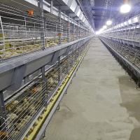 China 1-45 Days Broiler Battery Cage System - A/H Type Poultry Farming Equipment with 15-20 Year Lifespan for sale