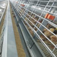 China 380V 50HZ Automatic Broiler Equipment For Chicken House SONCAP Approval for sale