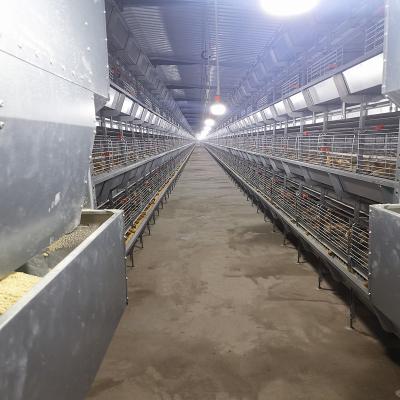China Q235 HDG H Type 1.0mm Broiler Cage Equipment for Meat Chicken Production - 60-208 Bird Capacity for sale