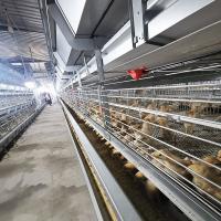 China SONCAP 1 To 45 Days Battery Cage For Broilers Modern A / H Frame for sale