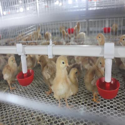 China SONCAP 1-45 Days Broiler Battery Cage H-Frame System with 20-Year Galvanized Protection for sale