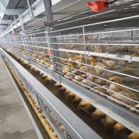 China SONCAP 1-45 Days Broiler Battery Cage H-Frame System with 20-Year Galvanized Protection for sale