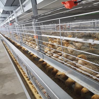 China Automatic Broiler Chicken Cage System 380V 50Hz H Type Poultry Farm Equipment for sale