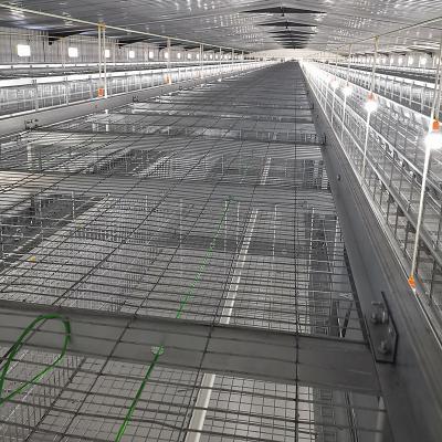 China H-Type Broiler & Layer Battery Chicken Cage Equipment - 3-6mm Wire, 144-384 Bird Capacity, Hot-Dip Galvanized for sale
