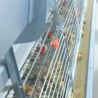 China SONCAP Certification 380V 50HZ Automatic Broiler Equipment For Chicken House for sale