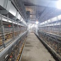 China 380V 50HZ Automatic Broiler Equipment For Chicken House SONCAP Approval for sale