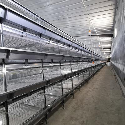 China 2.8m Height 2.5mm Layer HDG Broiler Chicken Farming Equipment Cage - 156 Bird Capacity Automated System for sale