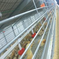 China SONCAP Certified 380V 50HZ Automatic Broiler Equipment For Chicken House for sale