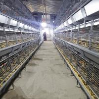 China SONCAP 1 To 45 Days Battery Cage For Broilers Modern A / H Frame for sale