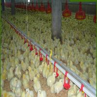 China 380V 3-Phase Automatic Chicken Feeding System with 400kg/h Capacity and ISO9001 Certification for sale