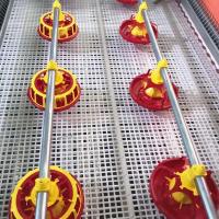 China 30,000 Bird Capacity Prefab Poultry Closed House System - 150x16m Floor & 78x11m Cage Options for sale