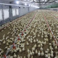 China Automatic Poultry Feeding Broiler Equipment Chicken Floor Ground System 1.1KW for sale