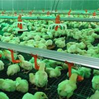 China 45mm Diameter Broiler Feeding System for Poultry Farm 380V 0.75kW Motor for sale