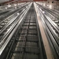 China H-Frame Multi-Tier Poultry Feeding System 1800x1200mm with 3-8 Tier Options for 20,000-50,000 Birds for sale