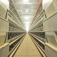 China HDG Automatic Poultry Feeding System with 0.75kw Motor and 8.67m/min Speed for Layer Cages for sale