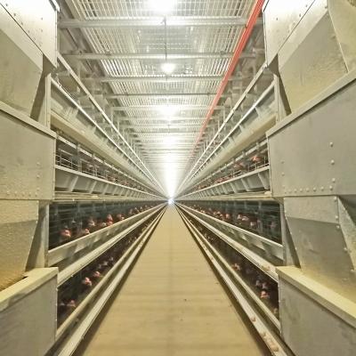 China HDG Automatic Poultry Feeding System with 0.75kw Motor and 8.67m/min Speed for Layer Cages for sale