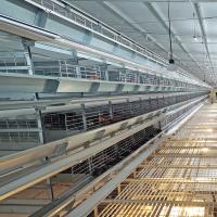 China 380V Automatic Broiler Feeder 500KGS Hot Dip Galvanized Chicken Cage Equipment for sale