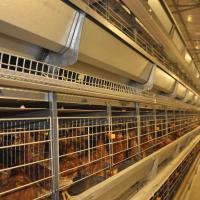 China V Shape 8.67m/Min HDG Steel Automatic Poultry Feeder for Broiler Chicken with 0.75kw Motor for sale
