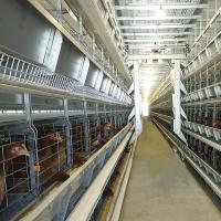 China Chicken Farm Q235 Automatic Poultry Feeding System Wire With Dispensing for sale
