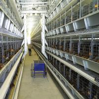 China Chicken Farm Q235 Automatic Poultry Feeding System Wire With Dispensing for sale