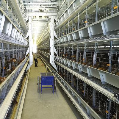 China Chicken Farm Q235 Automatic Poultry Feeding System Wire With Dispensing for sale