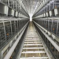 China 380V Automatic Broiler Feeder 500KGS Hot Dip Galvanized Chicken Cage Equipment for sale