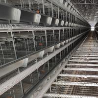 China H Type Layer Battery Chicken Cage System with Automatic Feeder - 3-10 Tiers, 144-384 Bird Capacity for sale