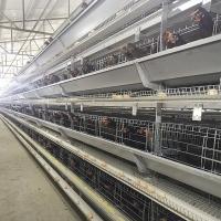 China 8.67m/Min Automatic Chicken Feeding System with 1.2mm HDG Steel Construction for Poultry Farms for sale