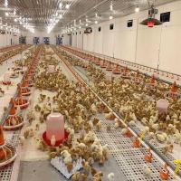 China Automatic Broiler Feeder 4 Holes Water Nipple Drinker 3m Set ISO9001 Poultry Feeding System for sale